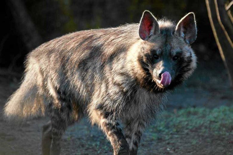 "Hiena Roku" straciła zęby. "To, co kiedyś uznawaliśmy za przekroczenie ...